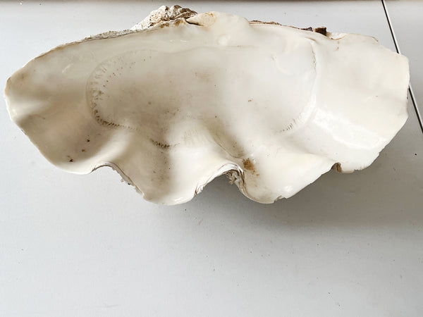 Pair of Large Sea Clam Shells - Cafiero Select Home